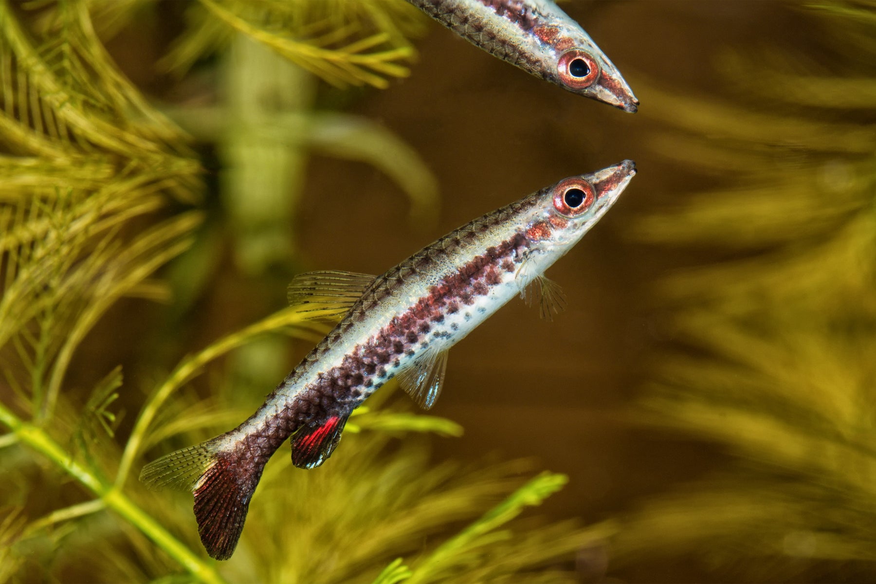 Characidae – Tropical Fish Co.