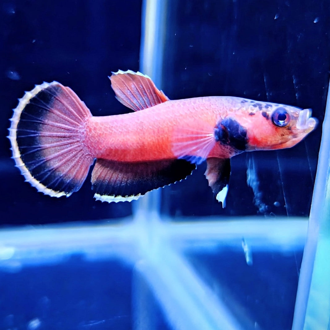 Bettas – Tropical Fish Co.