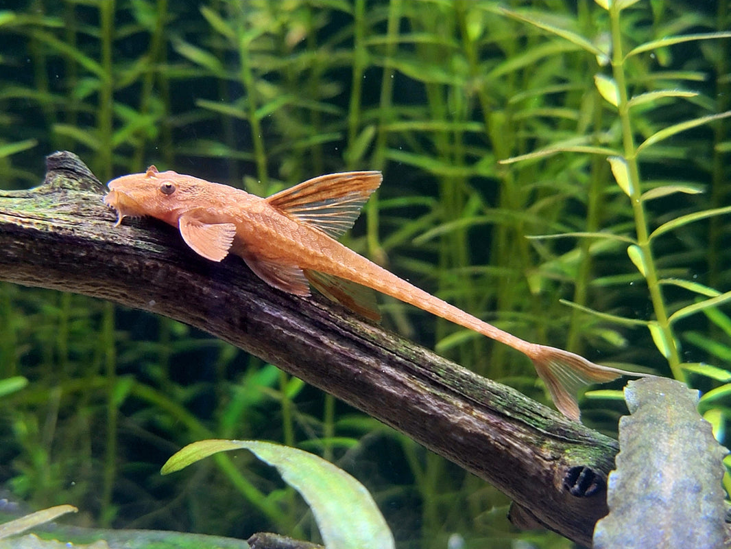 Plecos – Tropical Fish Co.